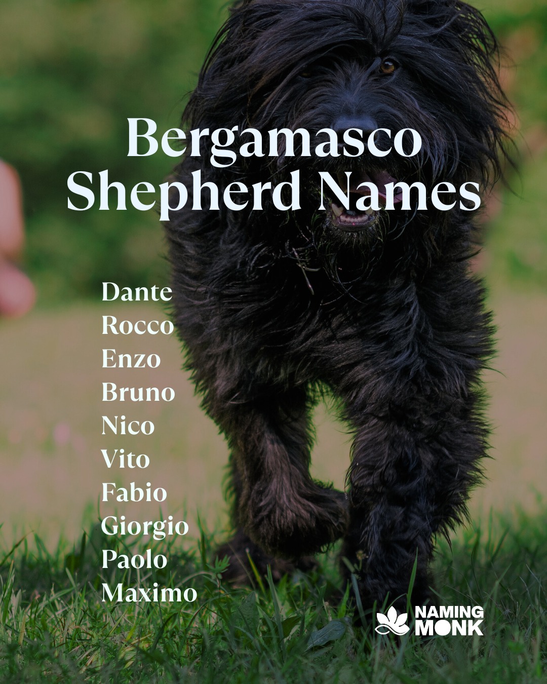 101+ Best Afghan Hound Names That Are Just as Majestic and Extra as ...