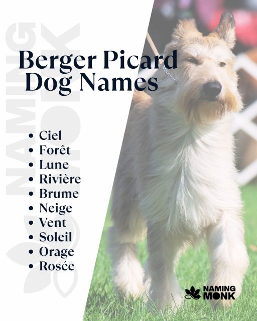 Pet Name Generator | Naming Monk