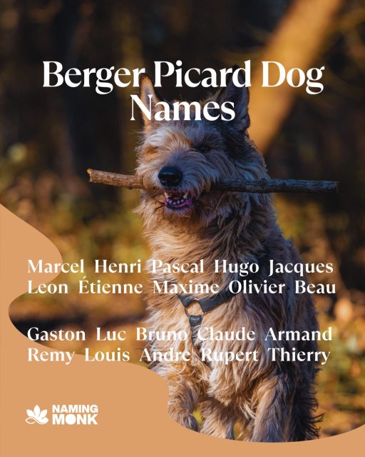 240+ Australian Shepherd Dog Names That Herd Attention