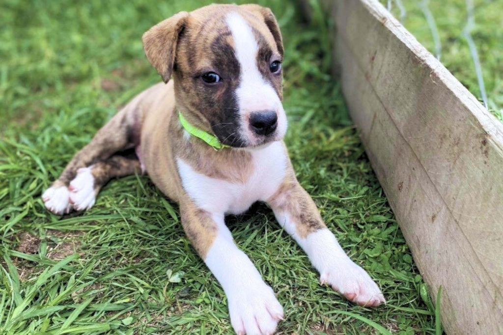 75+ Epic Bull Arab Dog Names You’ll Wish You’d Thought Of Sooner