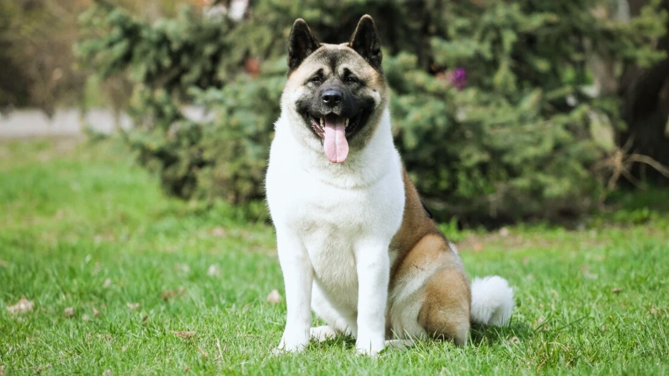 97+ Fierce & Funny Akita Dog Names That’ll Make Your Pup Bow With Pride