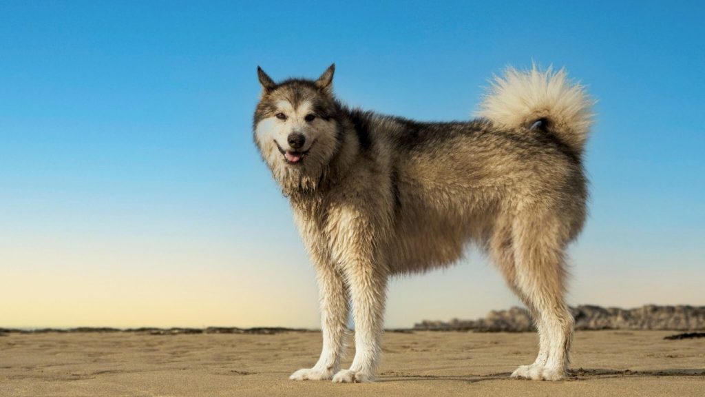 150+ Epic Alaskan Malamute Dog Names You’ll Howl Over