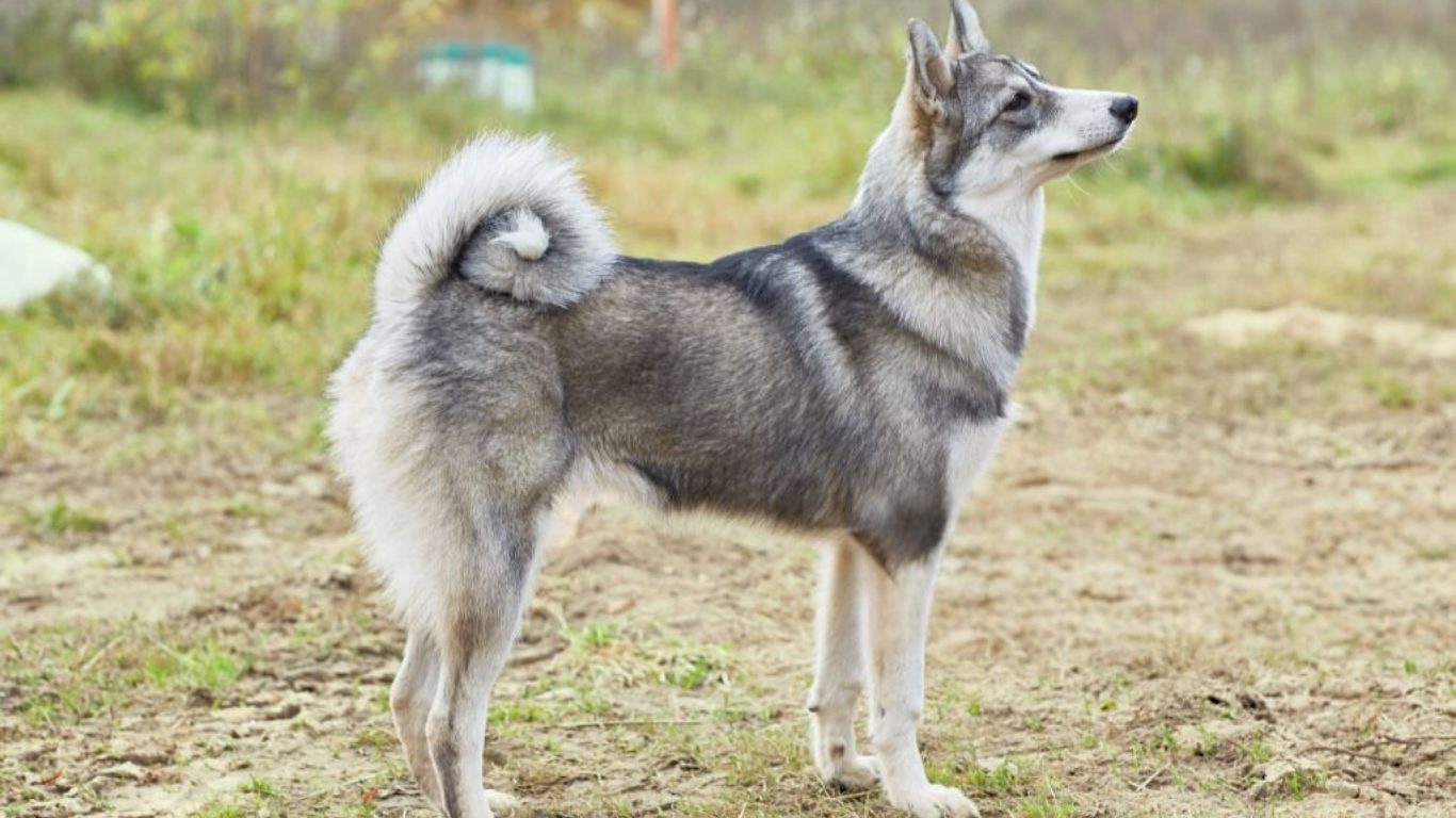 150+ Cool & Cute Alaskan Klee Kai Dog Names You’ll Wish You Thought of ...