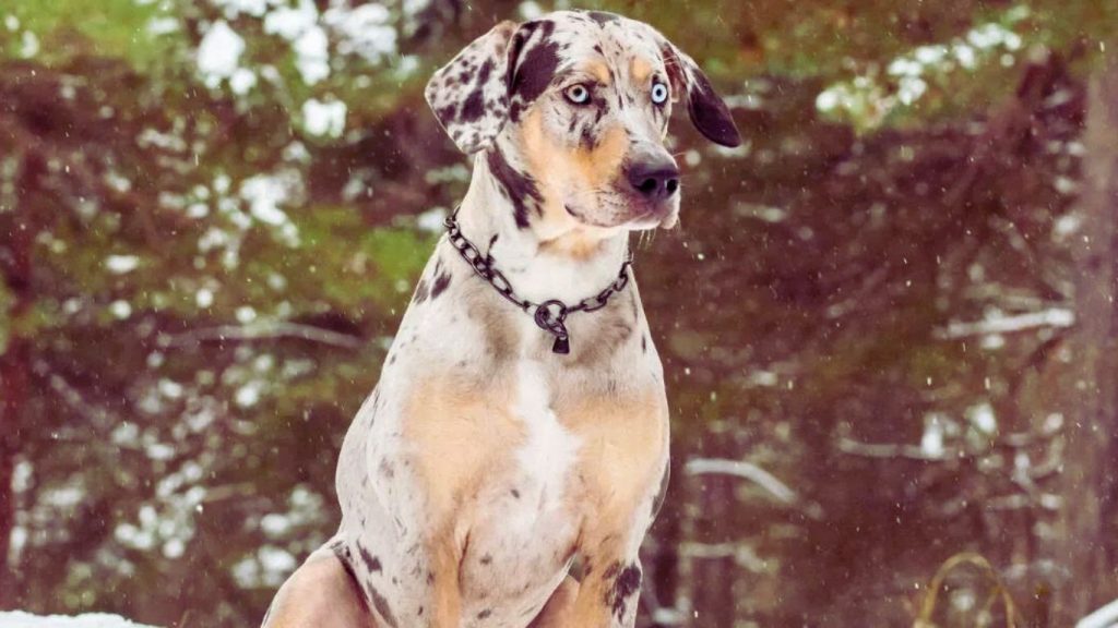 150+ Wildly Awesome American Leopard Hound Names (Boy, Girl & Hilarious ...