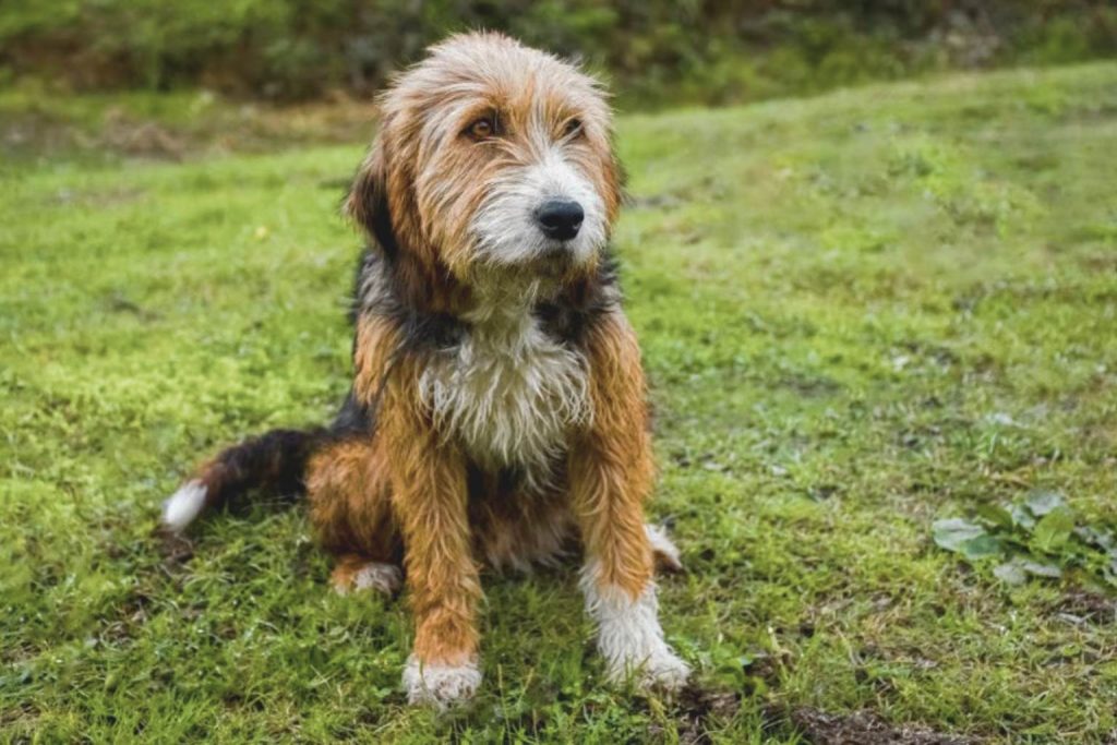 127+ Barak Hound Names So Cool Your Pup Might Start Speaking Bosnian