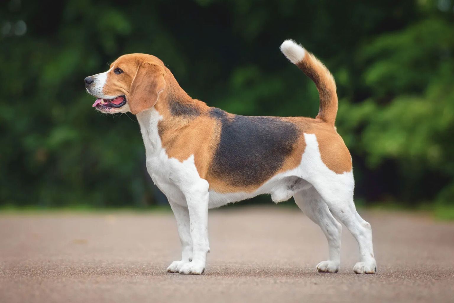 190+ Best Beagle Names That’ll Make Your Pup Howl with Pride