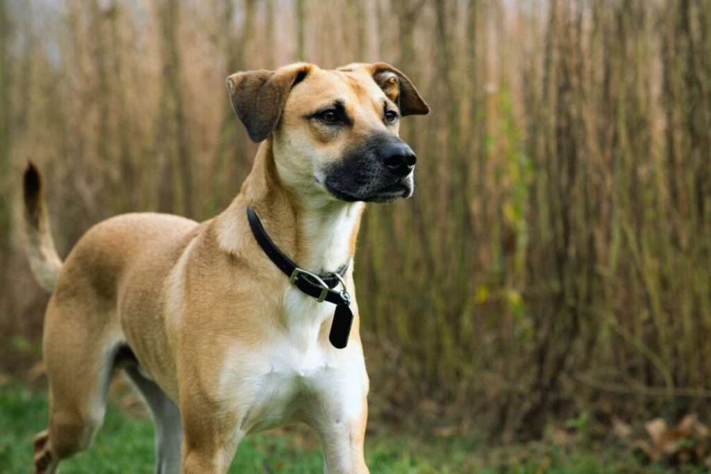 125+ Best Black Mouth Cur Dog Names That’ll Make Your Pup Howl with ...