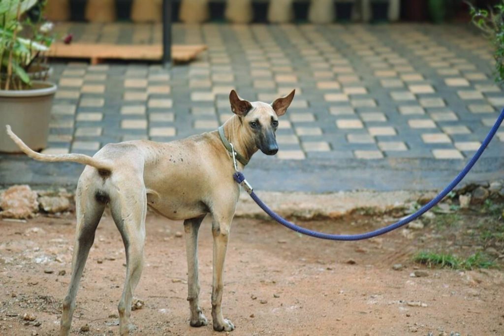 Find the 100+ Perfect Chippiparai Dog Name for Your Racer