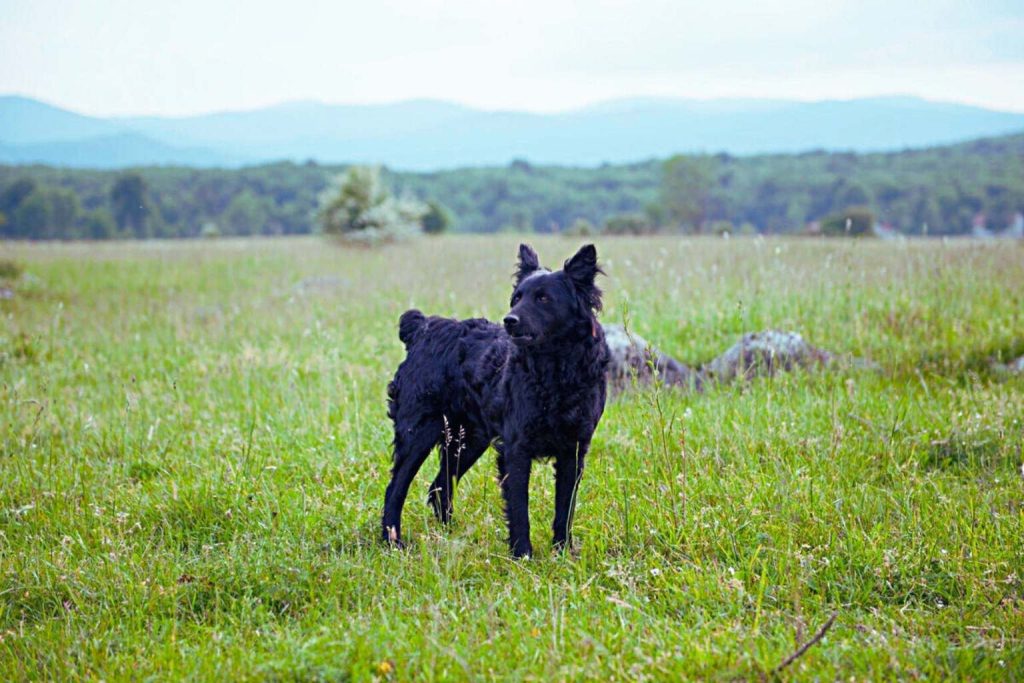 100+ Wildly Croatian Sheepdog Names You’ll Wish You’d Thought Of Sooner