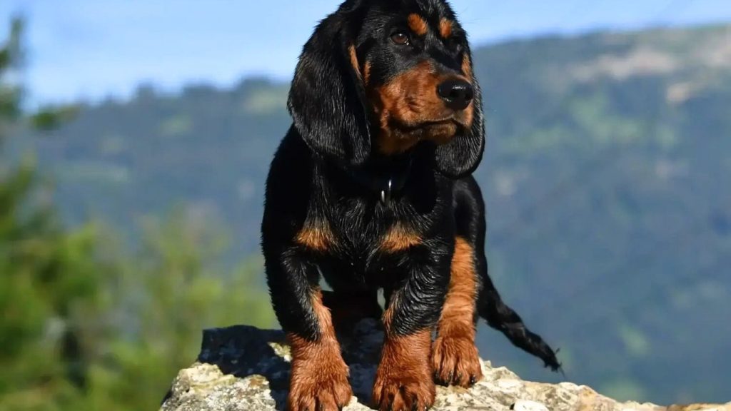 Unleashed & Legendary: 120+ Best Alpine Dachsbracke Dog Names That’ll ...
