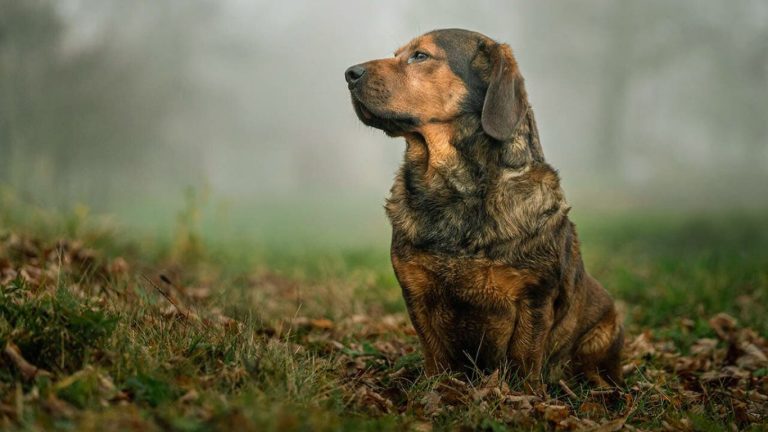 Unleashed & Legendary: 120+ Best Alpine Dachsbracke Dog Names That’ll ...