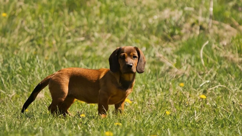 Unleashed & Legendary: 120+ Best Alpine Dachsbracke Dog Names That’ll ...