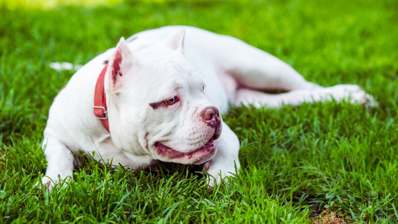 101+ Best American Bully Dog Names That Flex Muscle & Steal Hearts