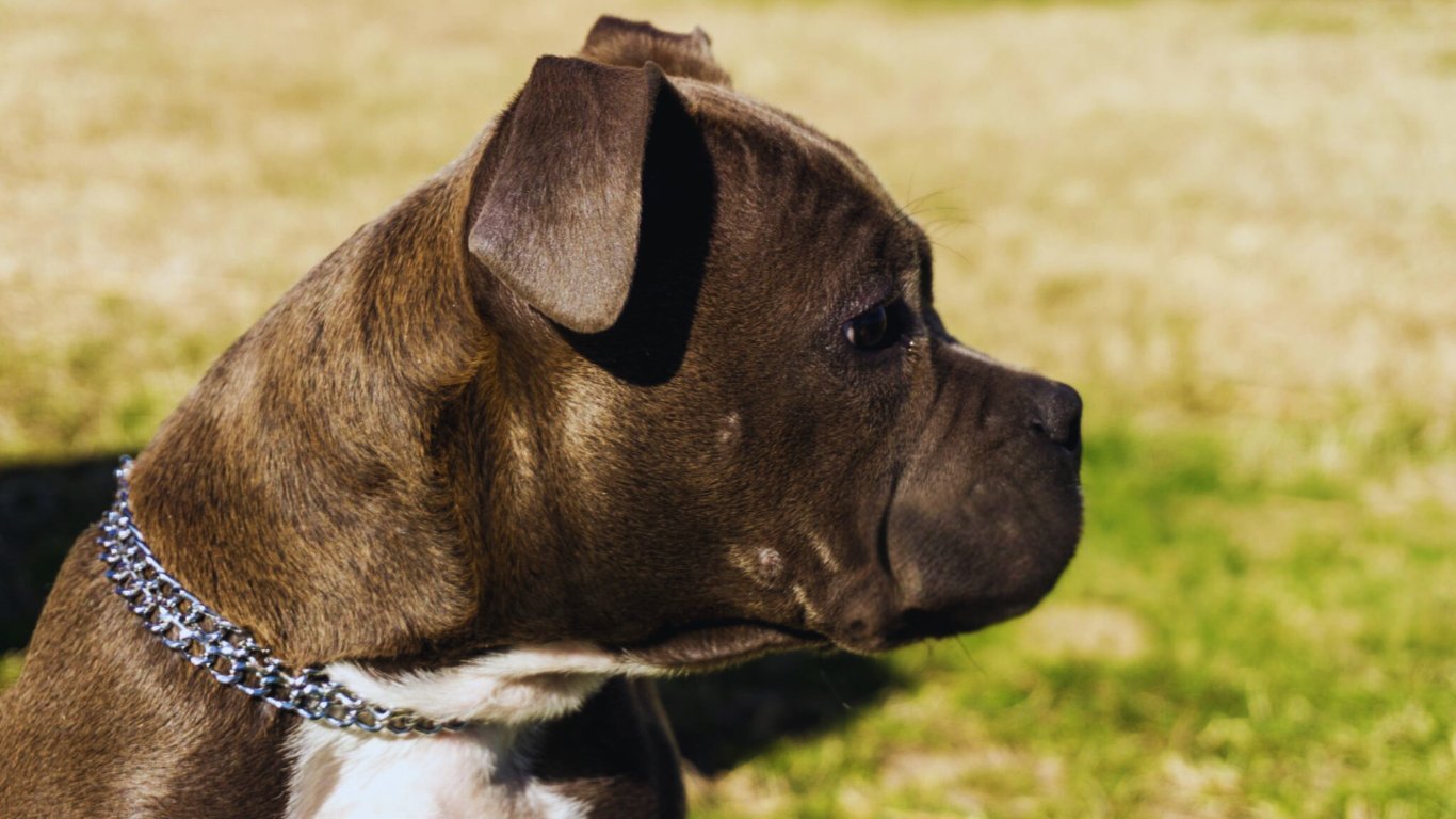 101+ Best American Bully Dog Names That Flex Muscle & Steal Hearts
