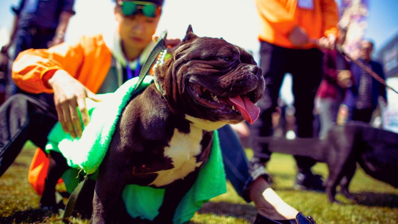 101+ Best American Bully Dog Names That Flex Muscle & Steal Hearts