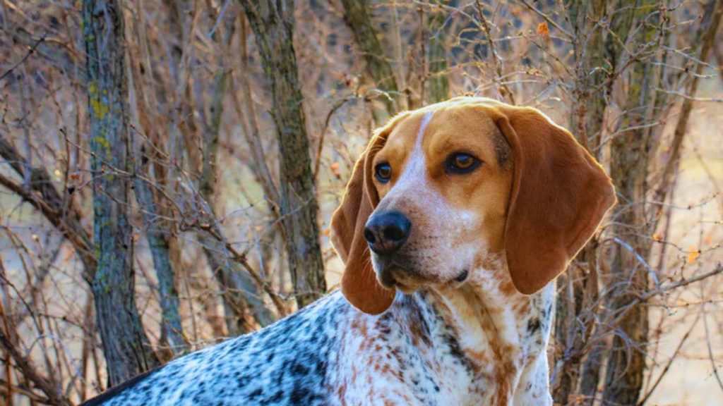 120+ Best American English Coonhound Dog Names That’ll Make Your Pup ...