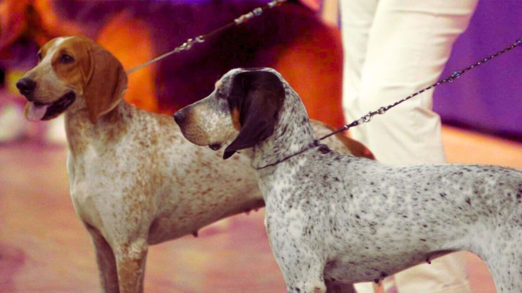 120+ Best American English Coonhound Dog Names That’ll Make Your Pup ...