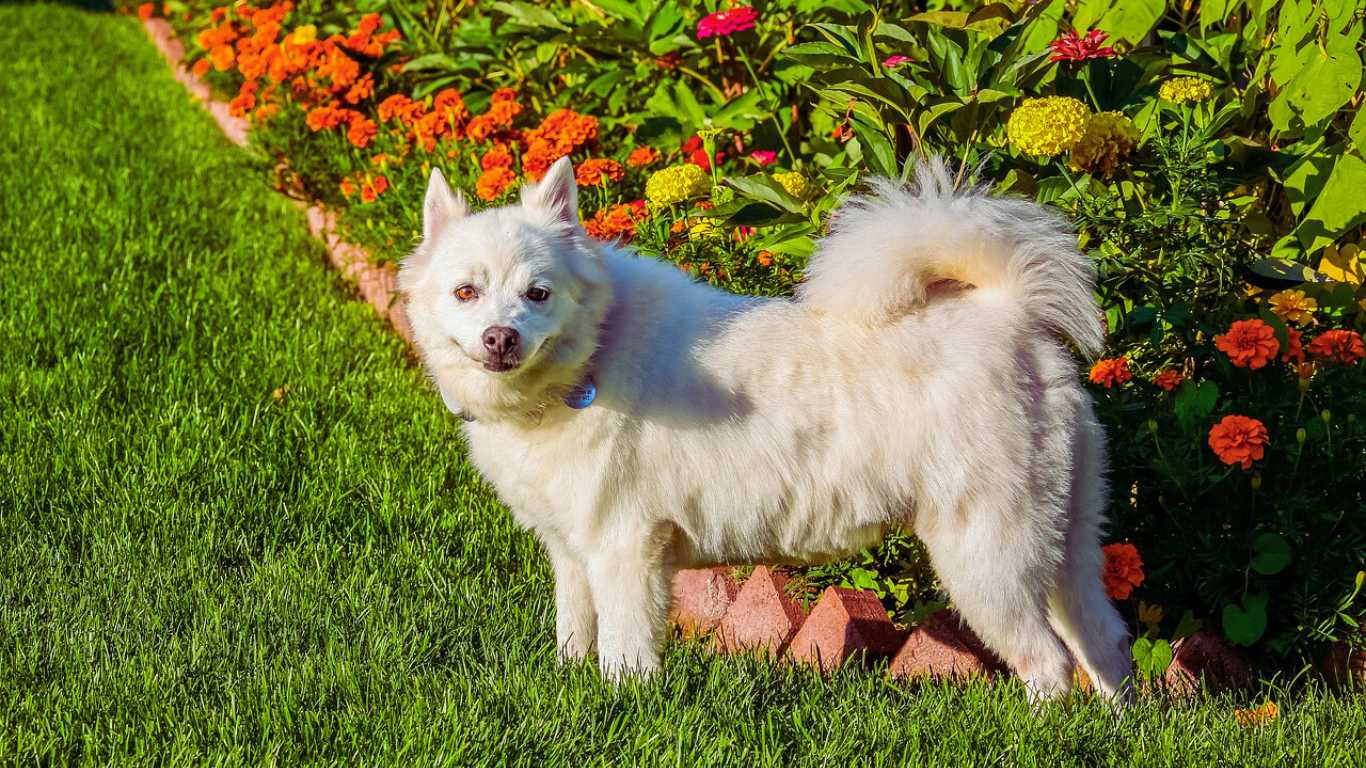 Frosty & Fabulous: 150+ Unique American Eskimo Dog Names You’ve Never ...
