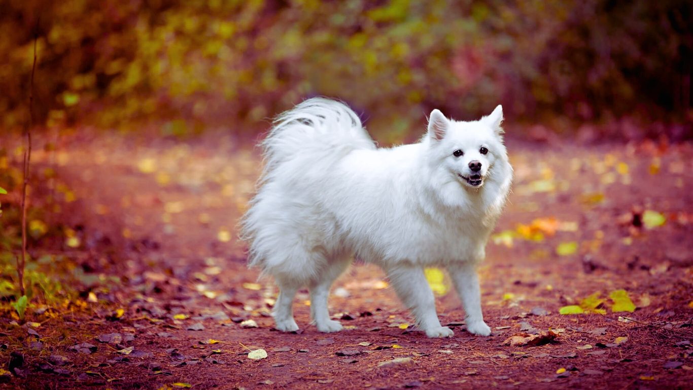 Frosty & Fabulous: 150+ Unique American Eskimo Dog Names You’ve Never ...