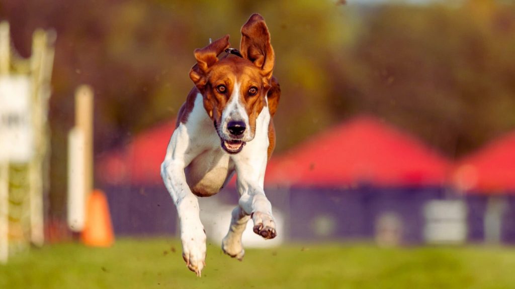 75+ American Foxhound Dog Names That’ll Make Your Pup Sound Like ...