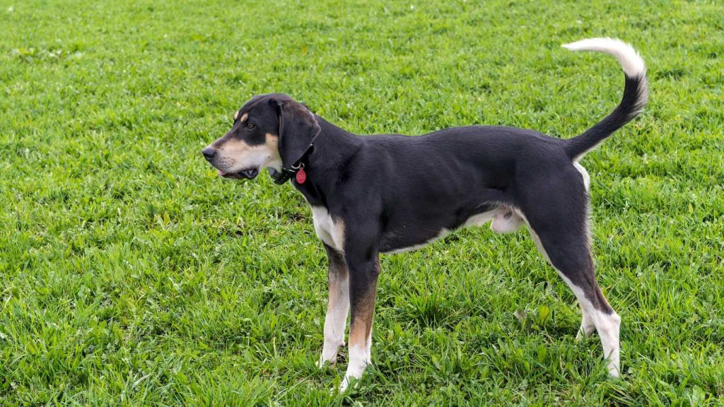 120+ Unique & Cute Anglo-Français de Petite Vénerie Dog Names That ...