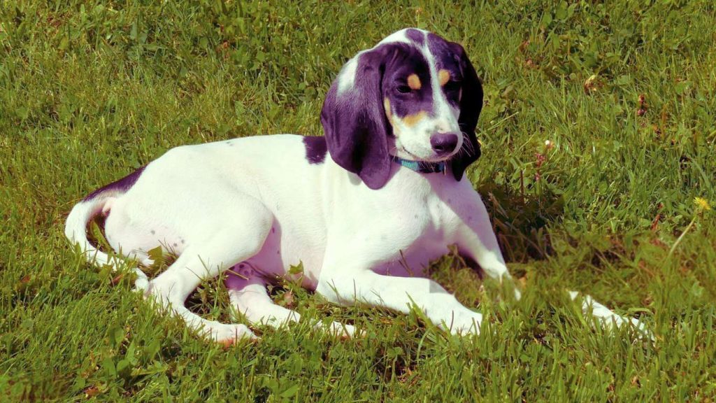 100+ Epic Ariege Pointer Dog Names: Best & Unique Names for Your Pup ...