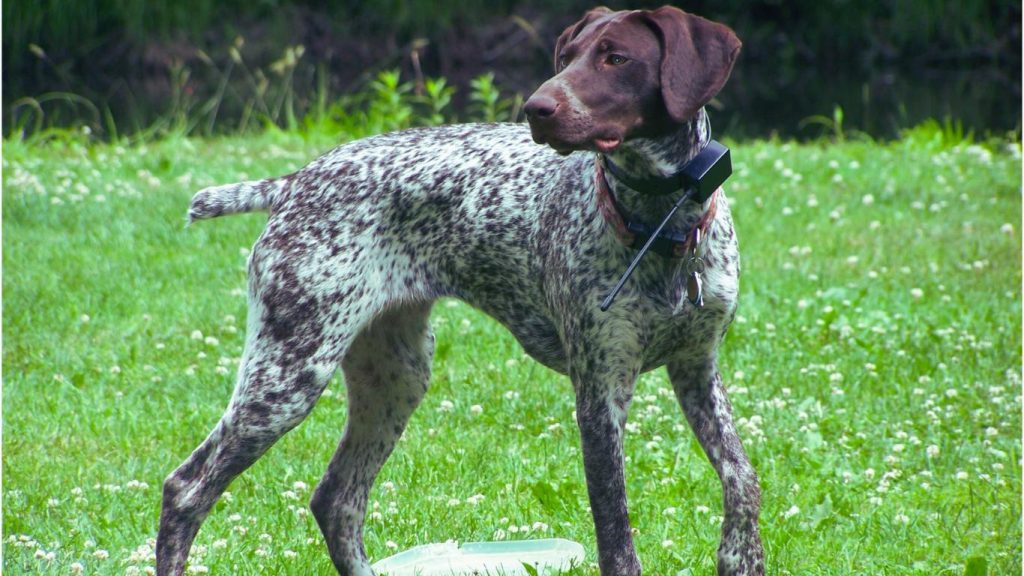 100+ Epic Ariege Pointer Dog Names: Best & Unique Names for Your Pup ...
