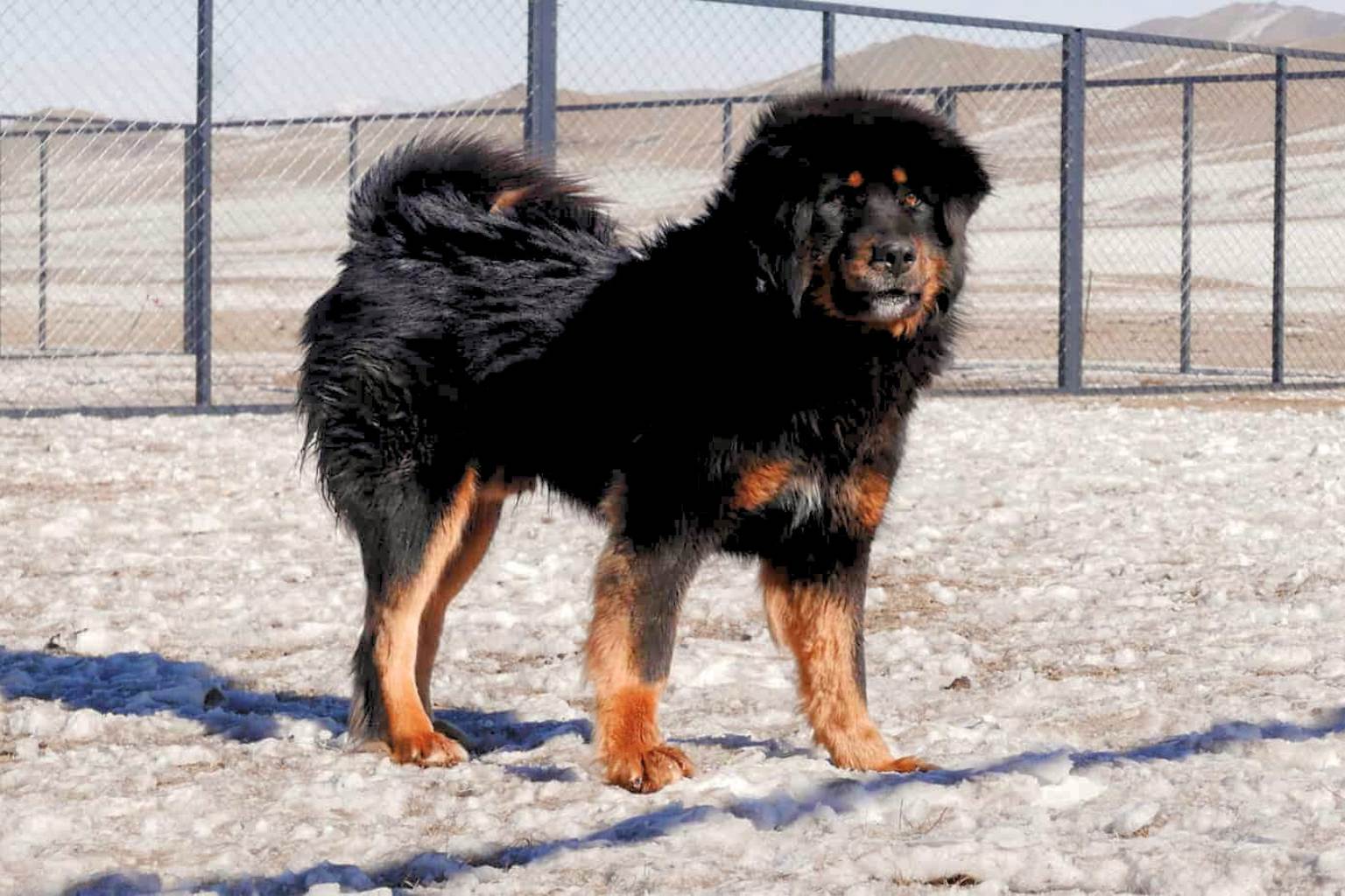 150+ Bankhar Dog Names for Your Mighty Mongolian Floof