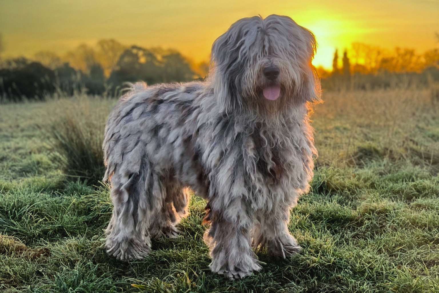 101+ Excellent Bergamasco Shepherd Dog Names You’ll Wish You’d Thought ...