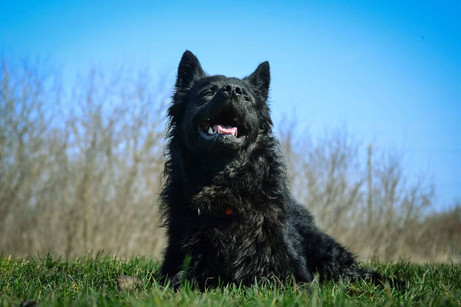 100+ Wildly Croatian Sheepdog Names You’ll Wish You’d Thought Of Sooner