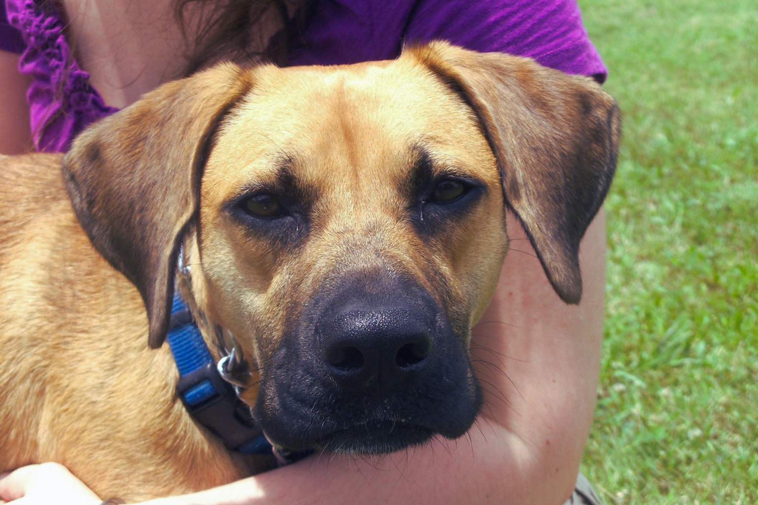 125+ Best Black Mouth Cur Dog Names That’ll Make Your Pup Howl with ...