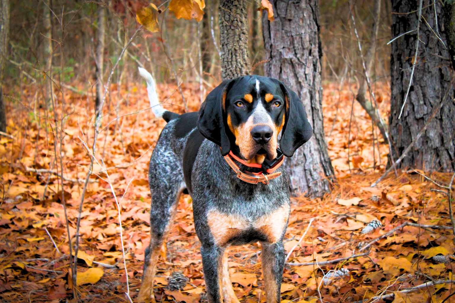 85+ Badass & Adorably Hilarious Bluetick Coonhound Dog Names That’ll ...