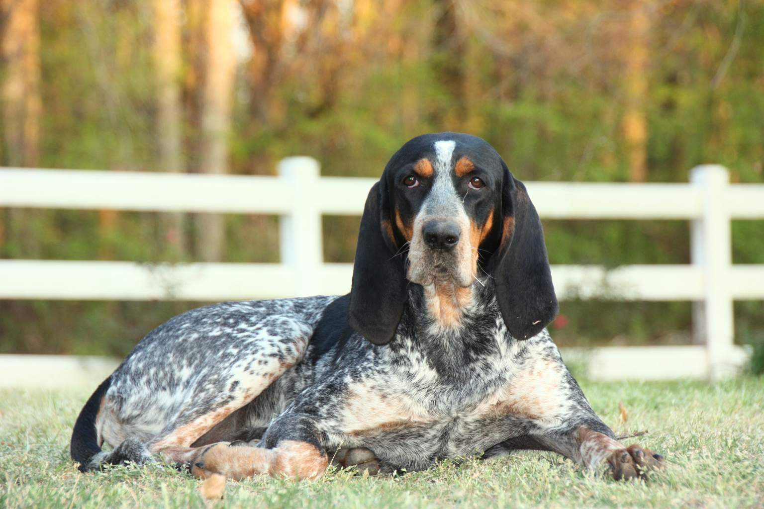 85+ Badass & Adorably Hilarious Bluetick Coonhound Dog Names That’ll ...