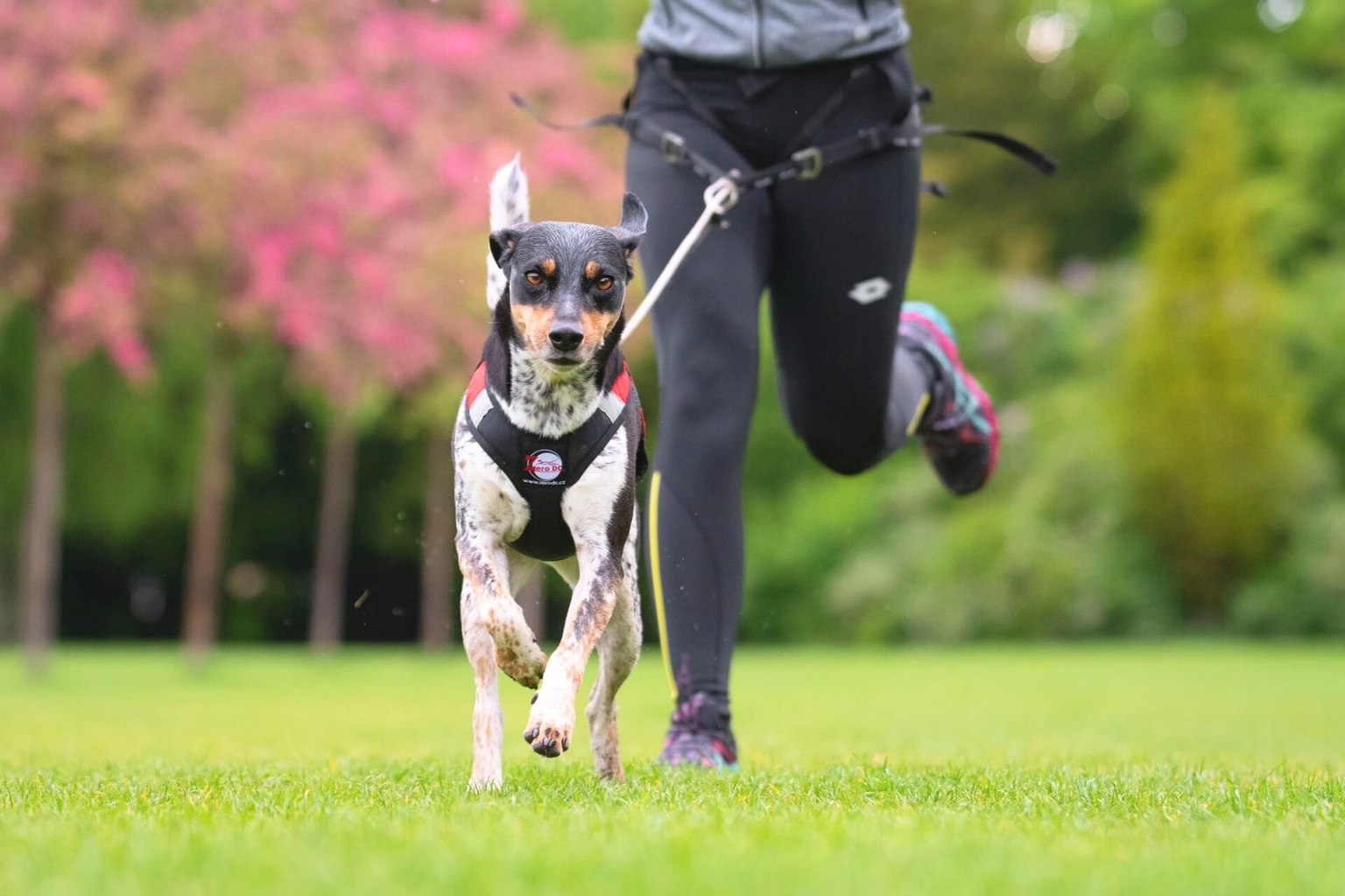 101+ Epic Bohemian Spotted Dog Names to Make Them Shine