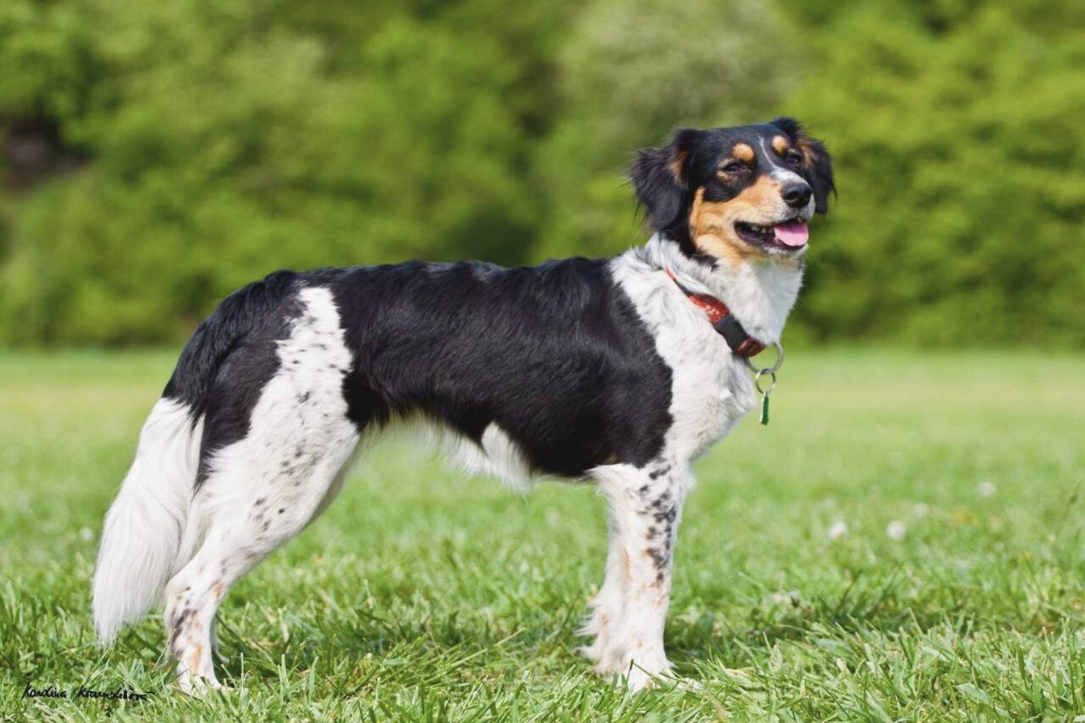 101+ Epic Bohemian Spotted Dog Names to Make Them Shine