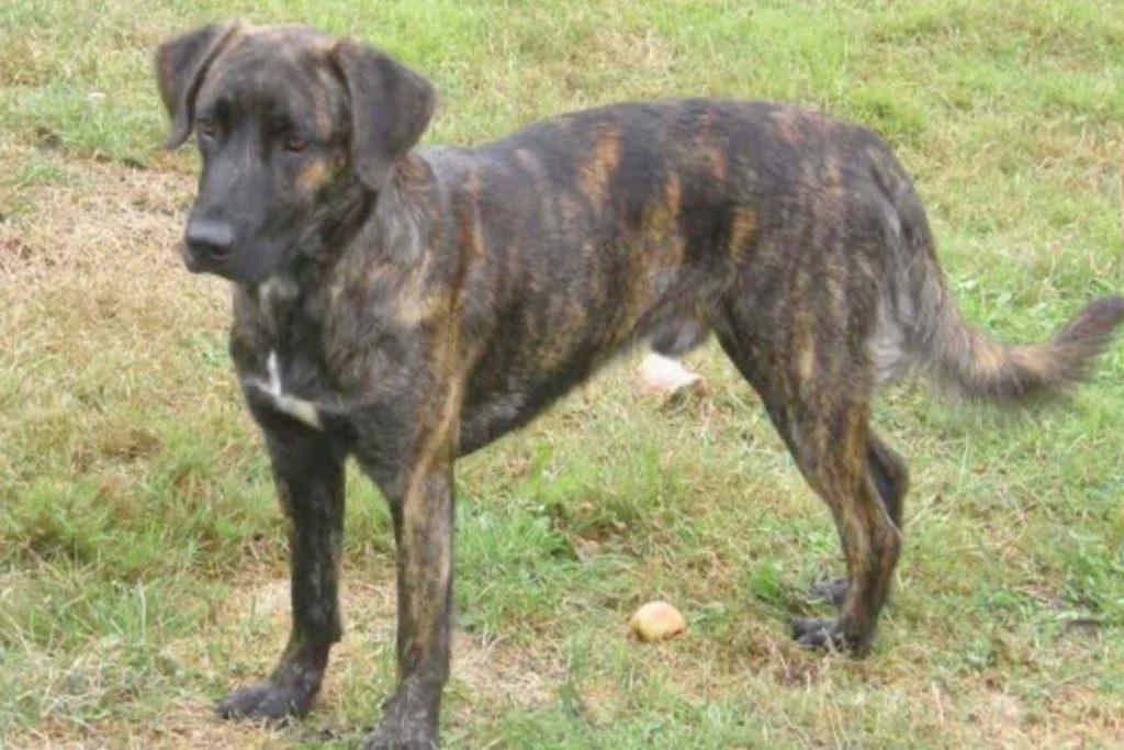 75+ Corsican Dog Names for Working, Herding and Guard Breeds
