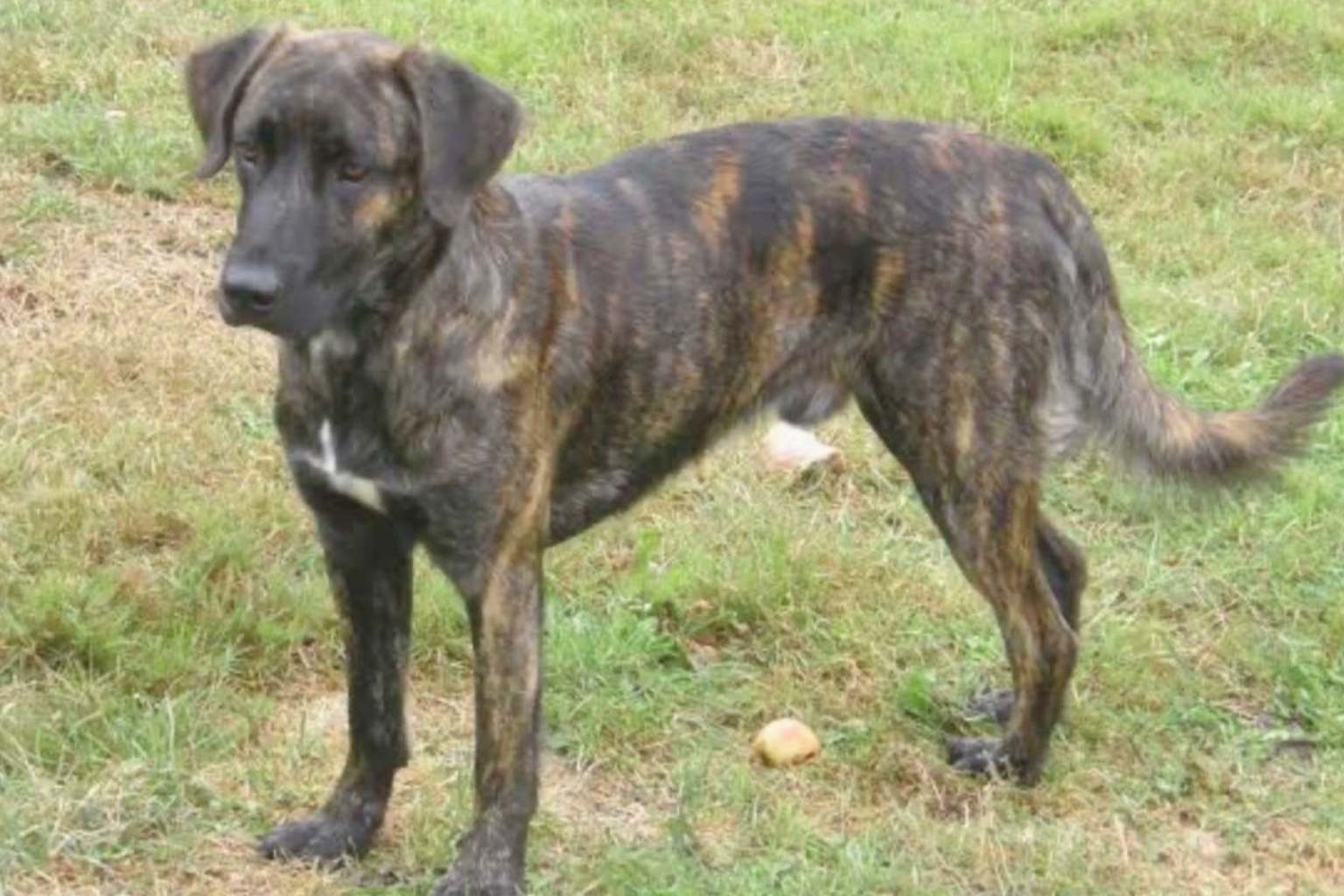 75+ Corsican Dog Names for Working, Herding and Guard Breeds