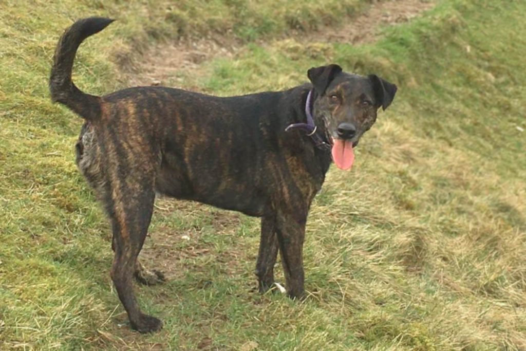 75+ Corsican Dog Names for Working, Herding and Guard Breeds