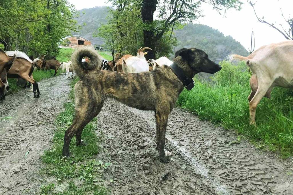 75+ Corsican Dog Names for Working, Herding and Guard Breeds