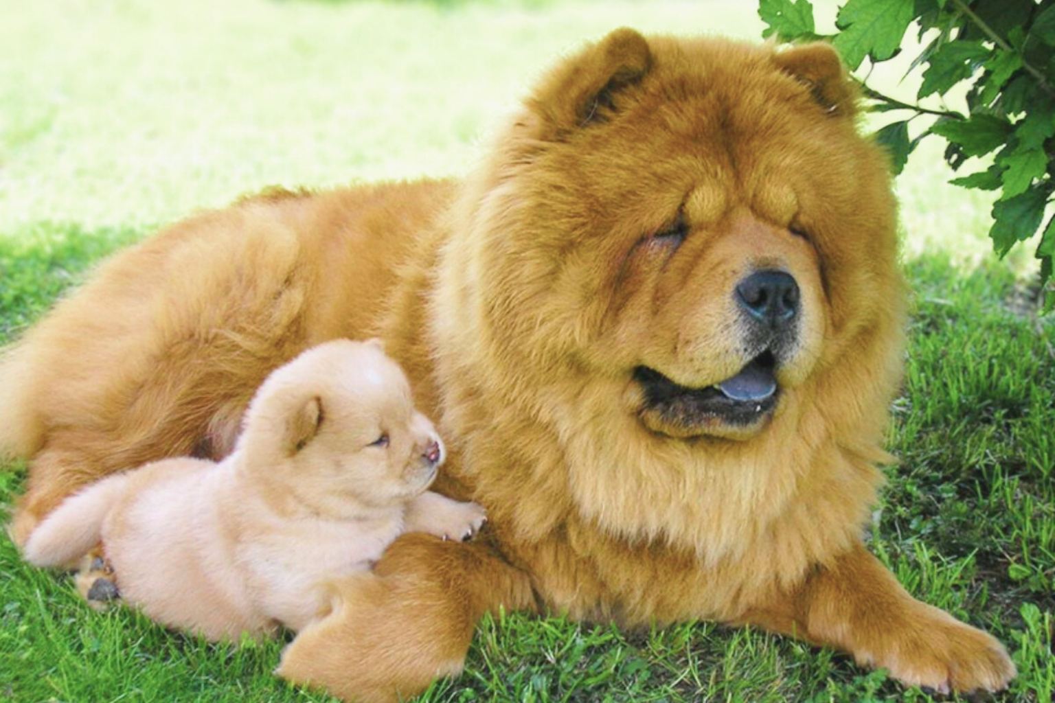101+ Hilarious, Regal & Cute Chow Chow Names You’ll Totally Steal