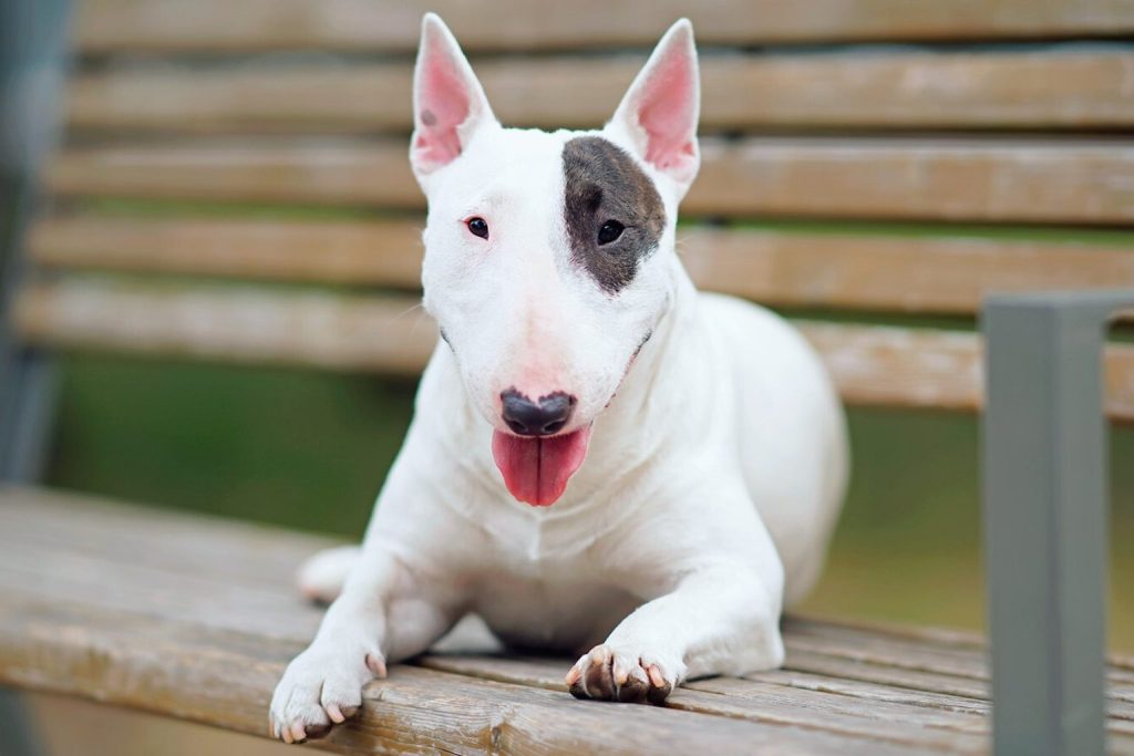 Best Bull Terrier Dog Names: Top 75+ % Picks Now! | Namingmonk