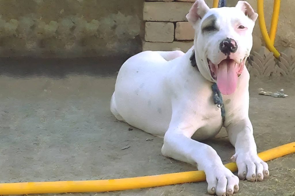 77+ Fierce & Funny Bully Kutta Dog Names That’ll Make Your Desi Beast
