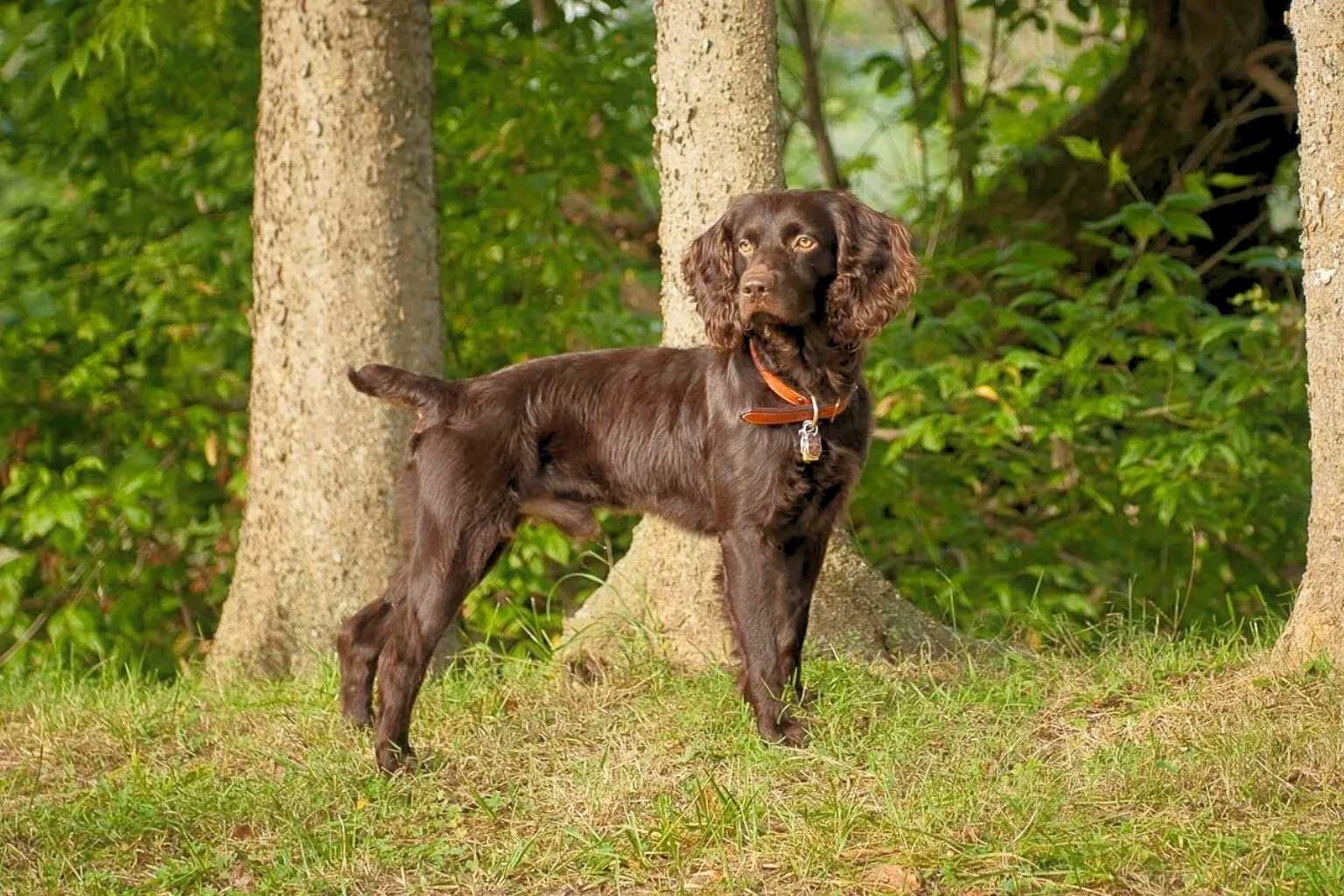 85+ Irresistible Boykin Spaniel Names So Good Your Pup Might Wag in ...