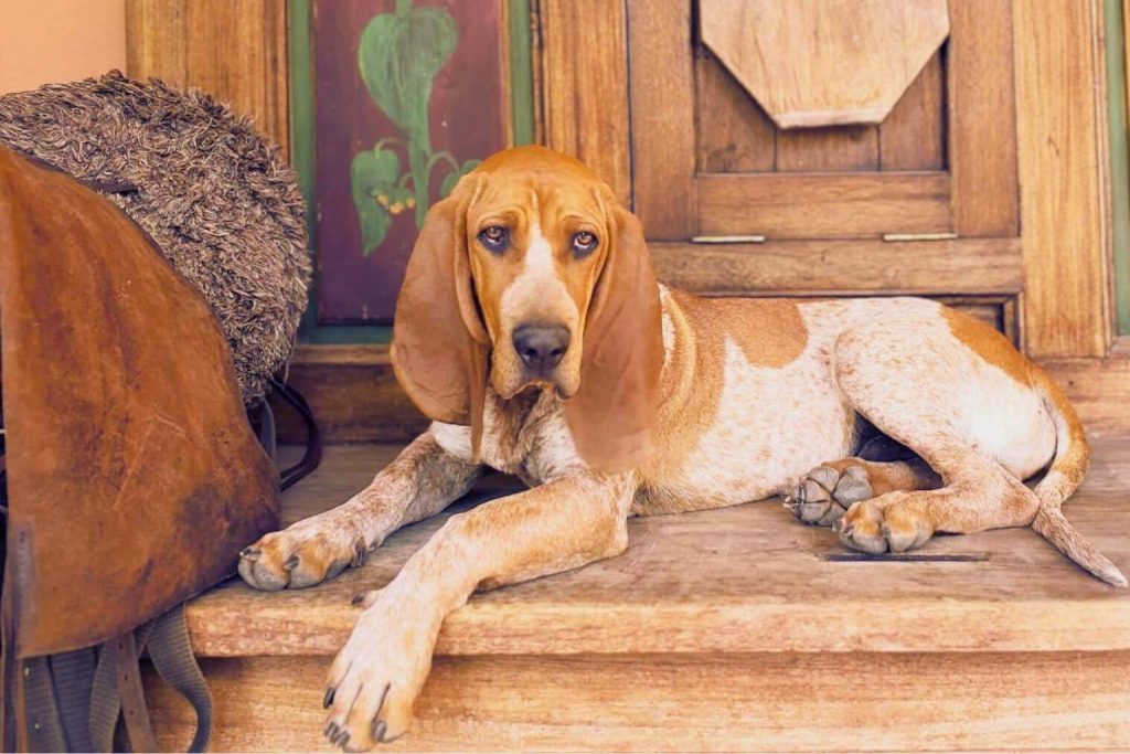 Top 120+ Colombian Fino Hound Dog Names: Cute, Clever & Cultural