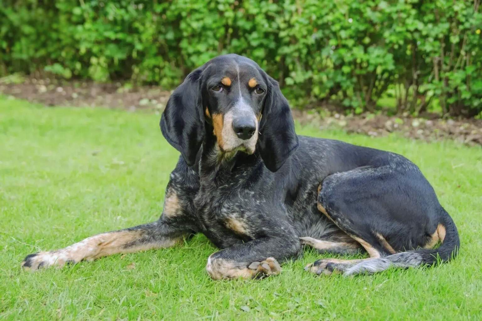 Top 120+ Colombian Fino Hound Dog Names: Cute, Clever & Cultural