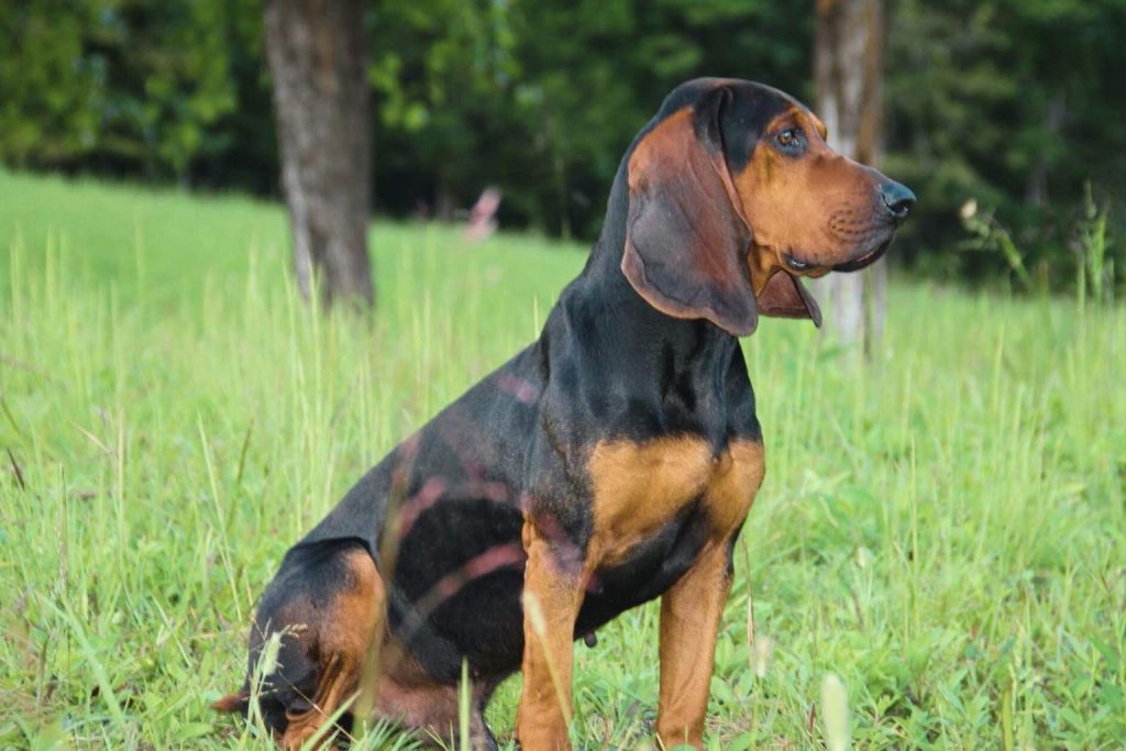 Top 120+ Colombian Fino Hound Dog Names: Cute, Clever & Cultural