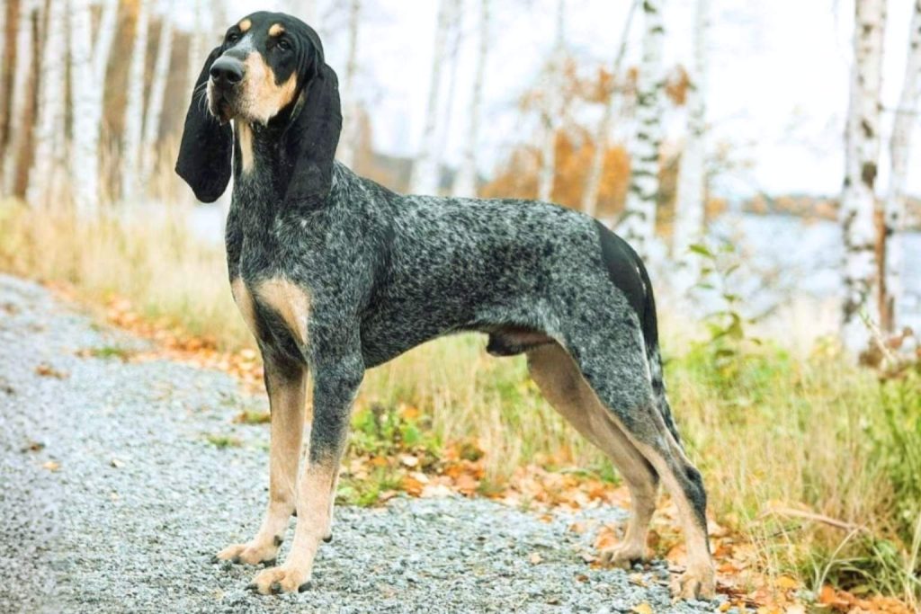 Top 120+ Colombian Fino Hound Dog Names: Cute, Clever & Cultural