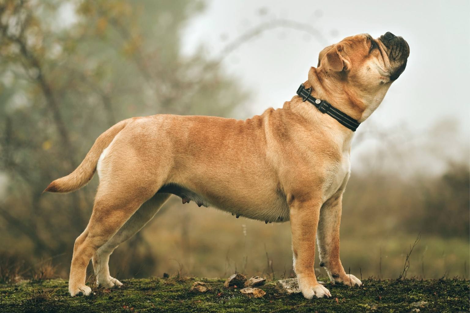 Top 135+ Continental Bulldog Names That’ll Make Your Swiss Pup Strut