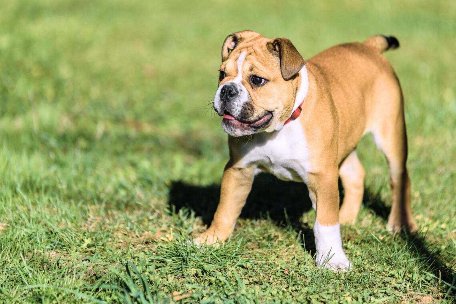 Top 135+ Continental Bulldog Names That’ll Make Your Swiss Pup Strut