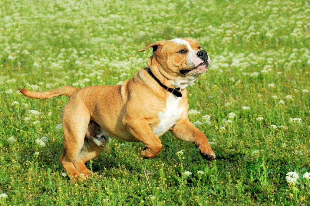 Top 135+ Continental Bulldog Names That’ll Make Your Swiss Pup Strut